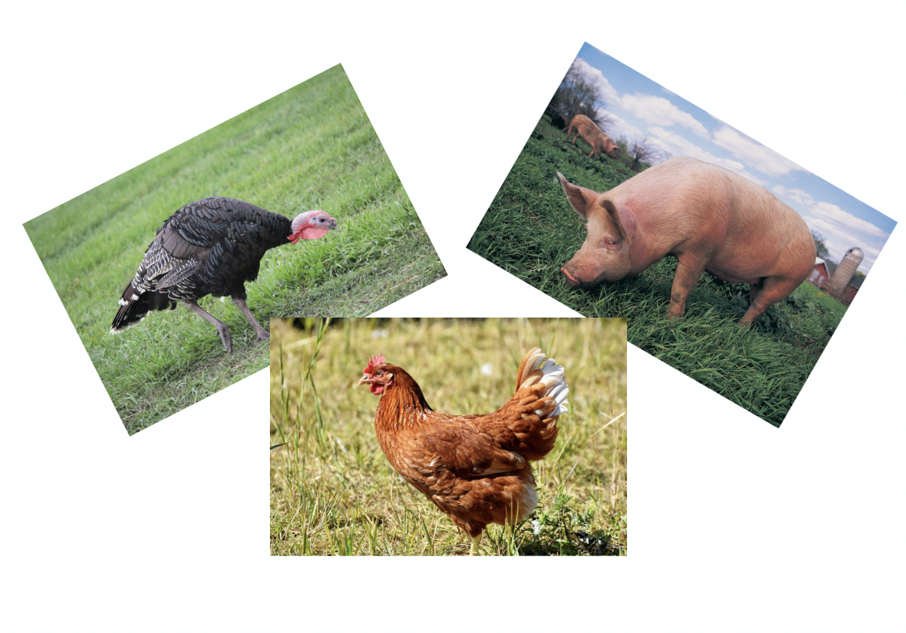 Koduloomad (pildid) - TIFE